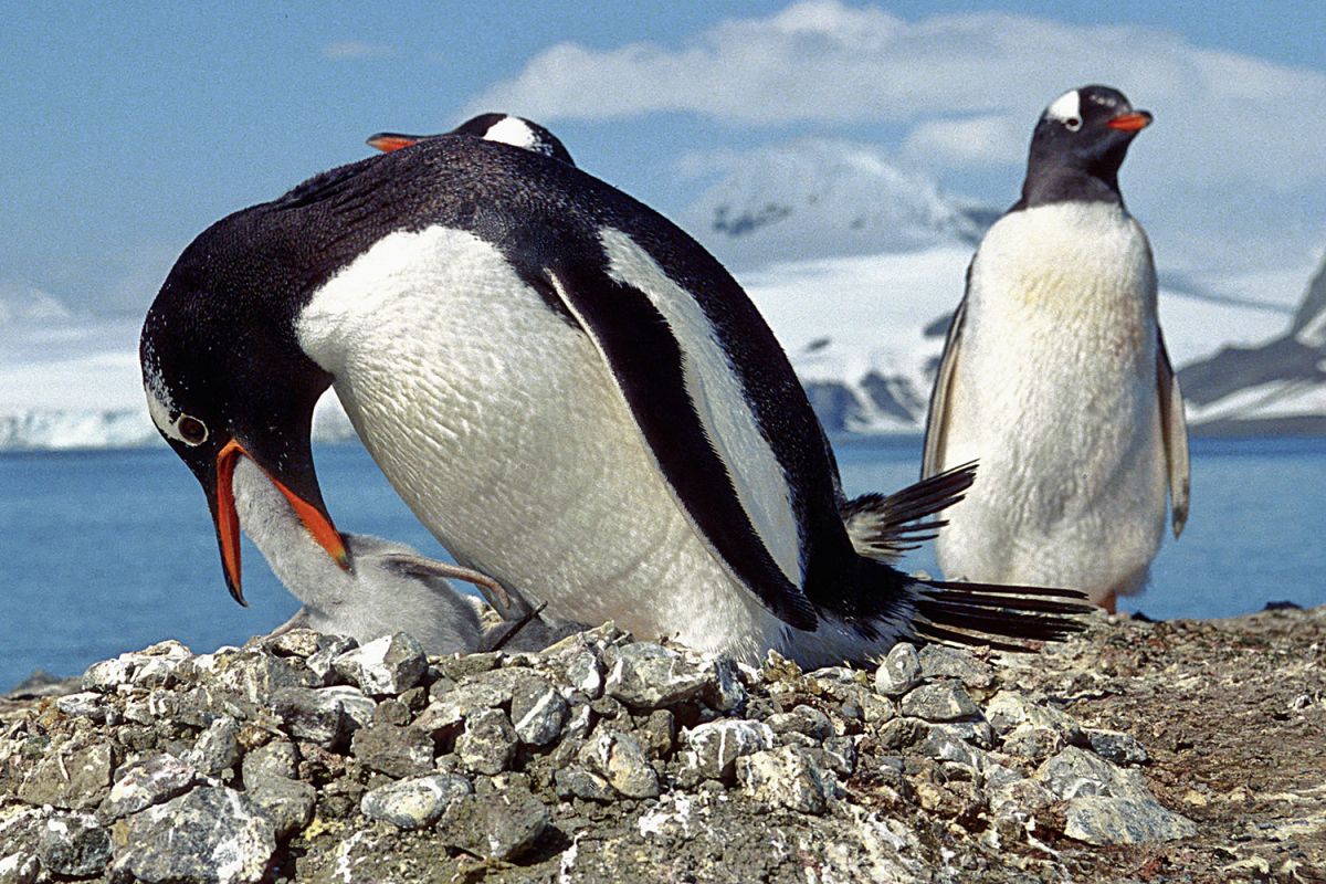 Gentoo Penguins: Facts & Where to See Them